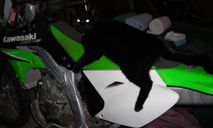 MotoCross Cat!!! - Moto-Related - Motocross Forums / Message Boards ...