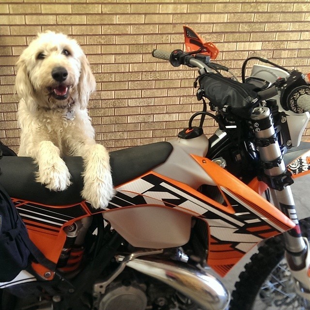 Best Breed/mix Of Motodog? - Moto-Related - Motocross Forums / Message ...