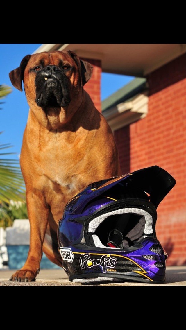 Best Breed/mix Of Motodog? - Moto-Related - Motocross Forums / Message ...