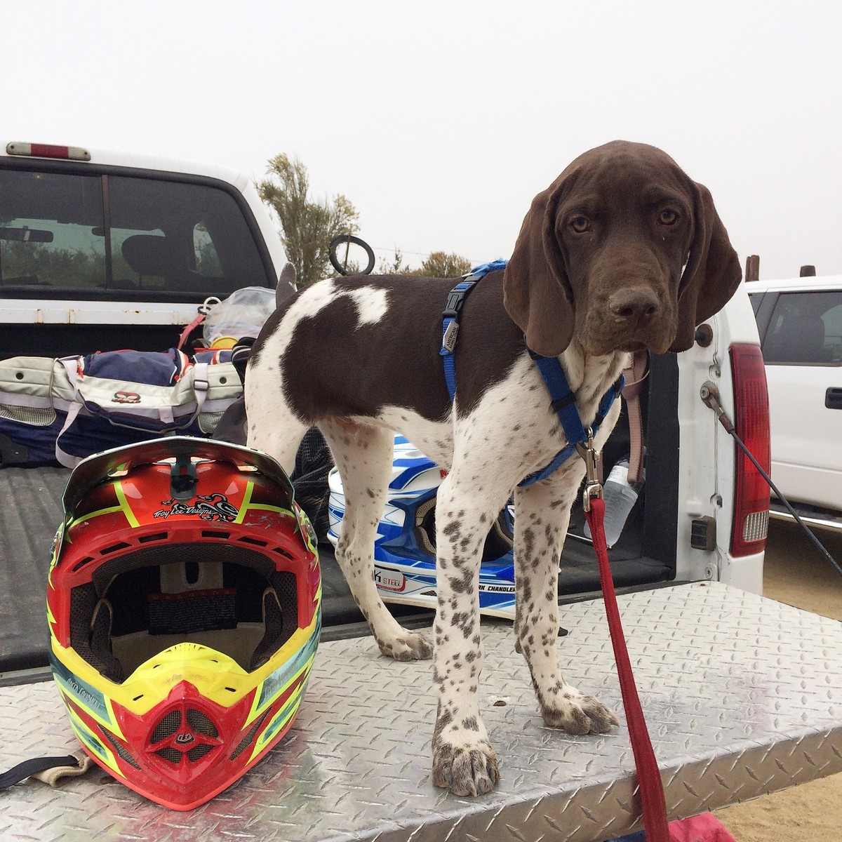 Time for another.... Show us your moto Dogs..... - Moto-Related ...