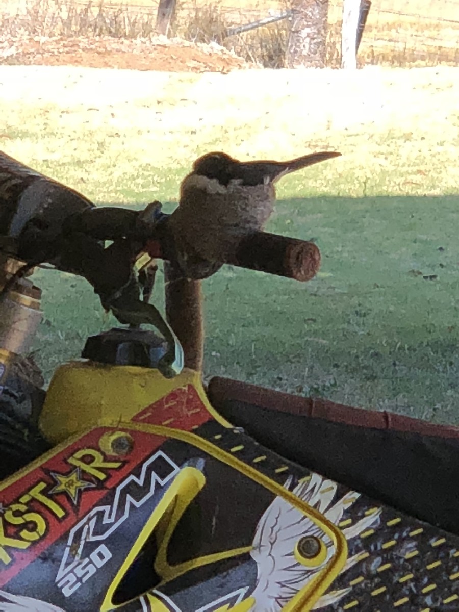 Bird on the bars...... - Moto-Related - Motocross Forums / Message ...