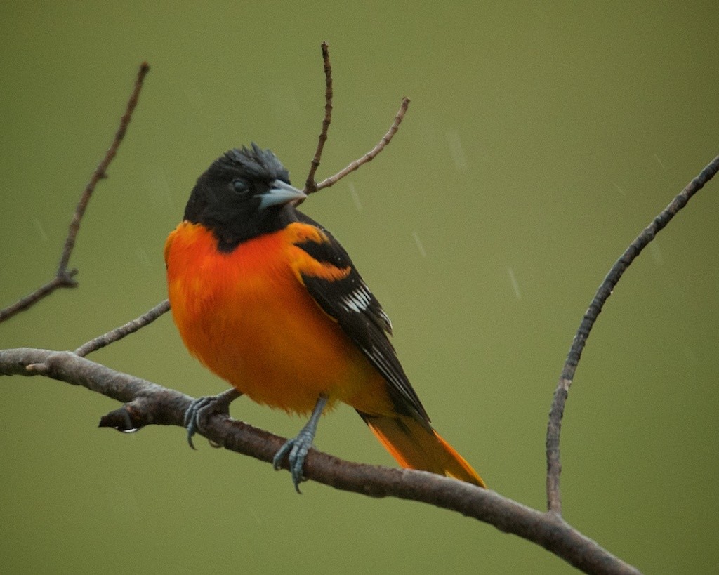 The KTM bird just showed up. - Moto-Related - Motocross Forums ...