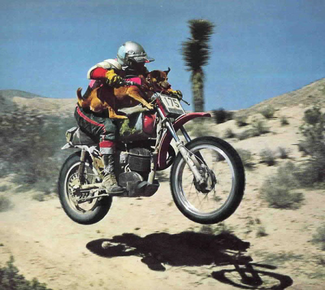 Maverick, need help ................ MOTO-DOG !!! - Moto-Related ...