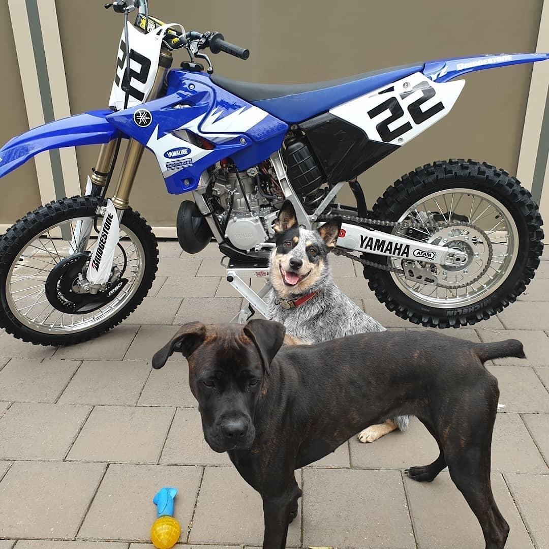 Ok let's see your Moto dogs ! - Moto-Related - Motocross Forums ...