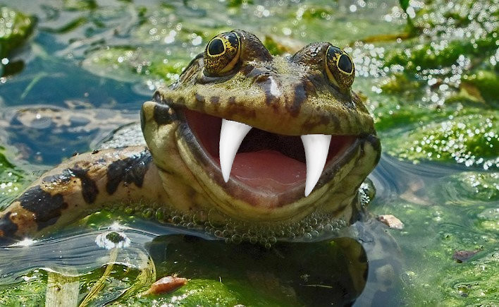 Amazing Wildlife - we need to protect our furry friends - Non-Moto ...