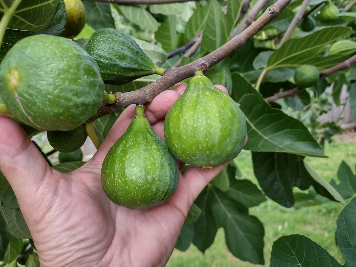 New pet project ( Big Fig tree ) ....Could use advice. - Non-Moto ...