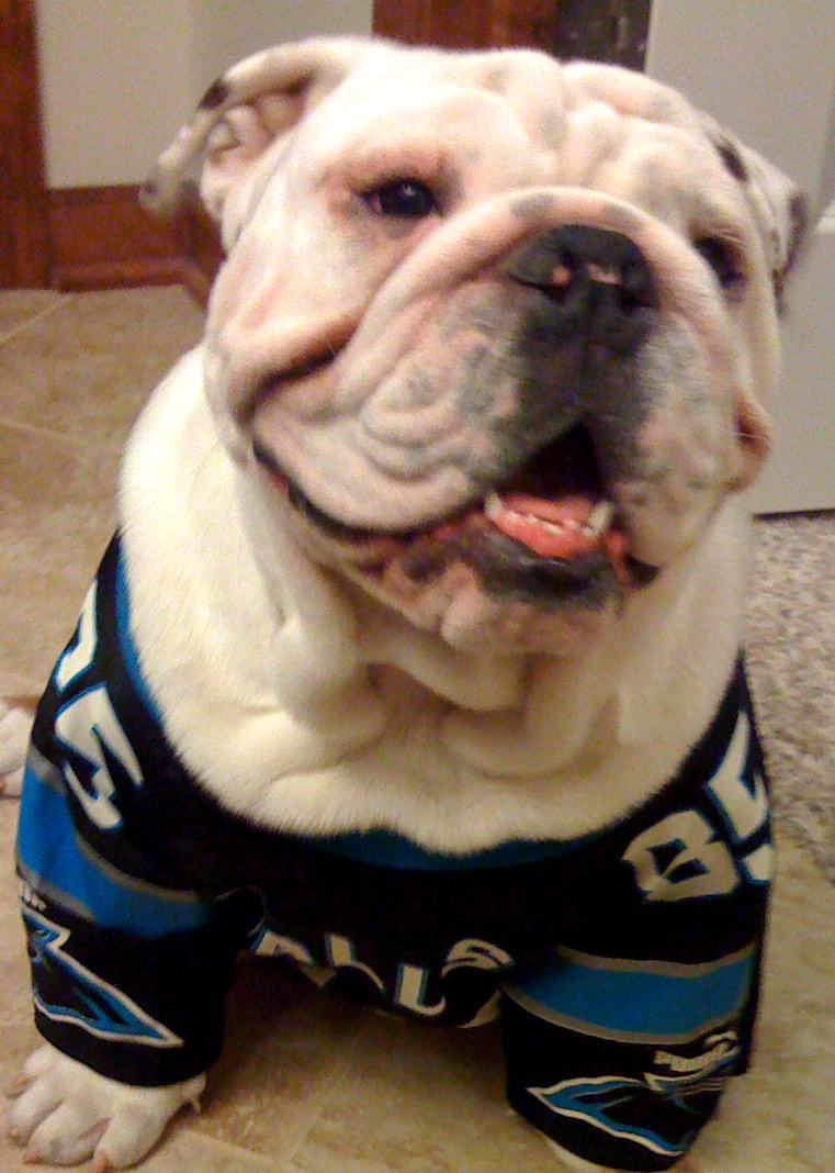 Bulldog Racing - Bulldog Racing - Motocross Pictures - Vital MX