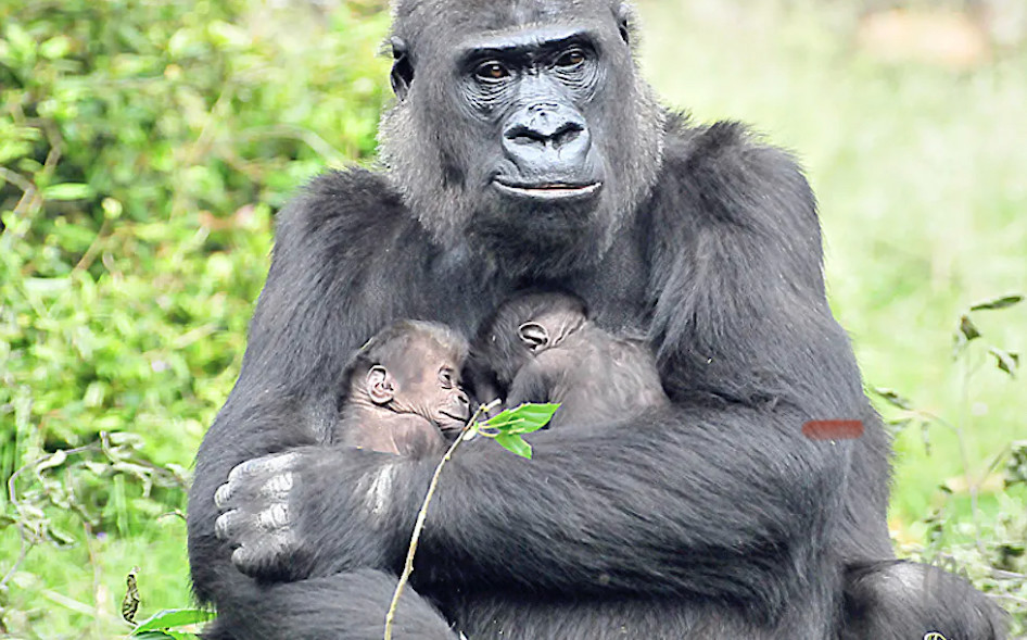 Harambe Nanny's Profile - Vital MX