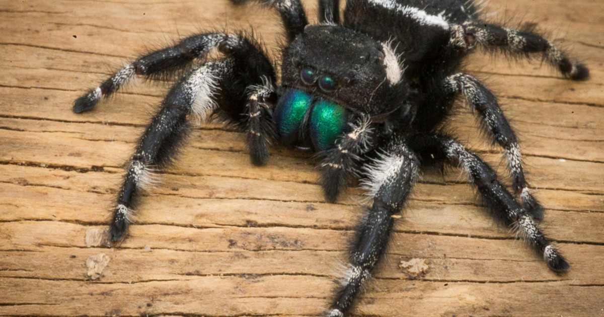 Cool spider - Non-Moto - Motocross Forums / Message Boards - Vital MX