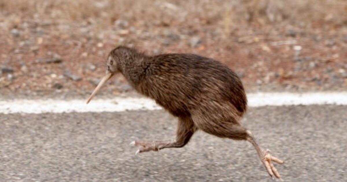 Cole Davies Debut - Moto-Related - Motocross Forums / Message Boards ...