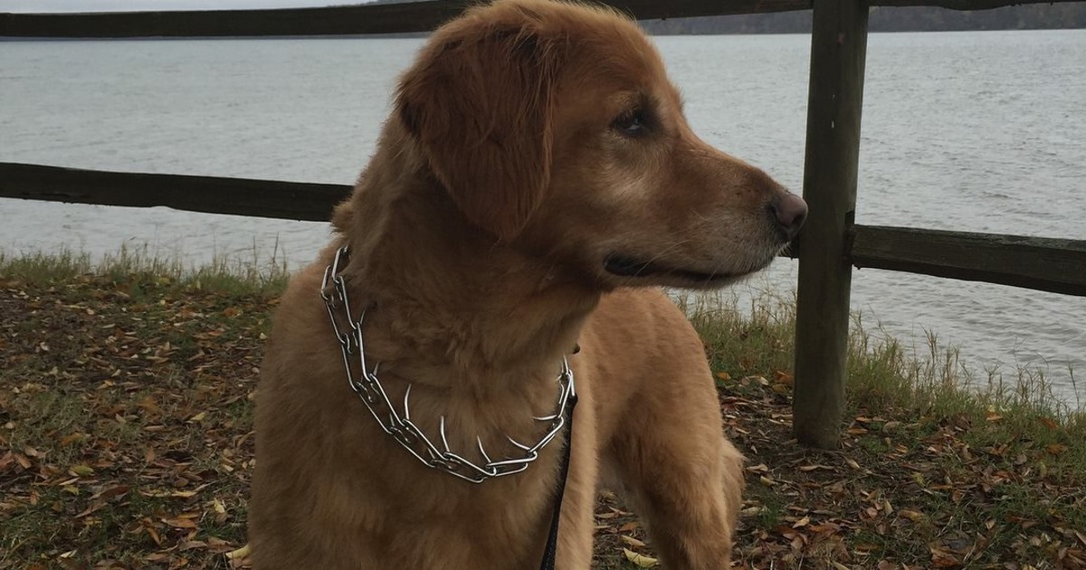 Damn dog - Non-Moto - Motocross Forums / Message Boards - Vital MX