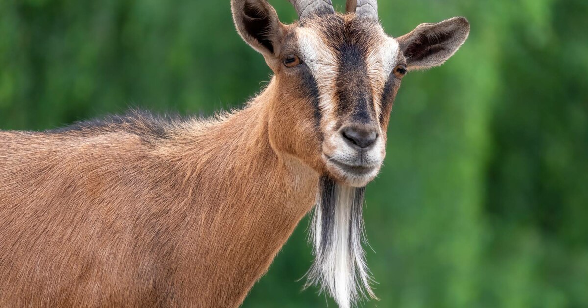 GOHT not GOAT - The Dumbgeon - Motocross Forums / Message Boards - Vital MX